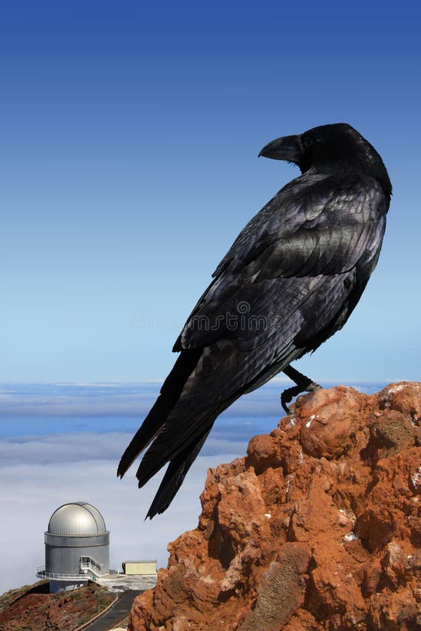 Crow on top of the world stock image. Image of cloud - 27537463