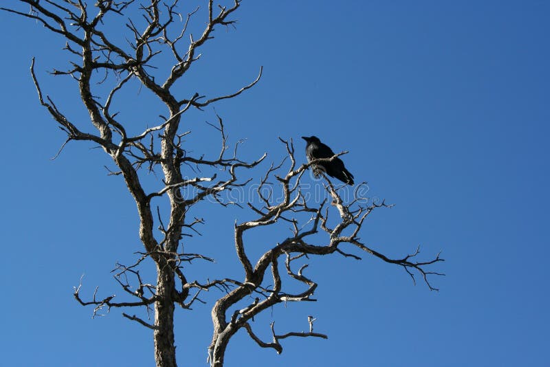 Crow on the tree stock photo. Image of isolated, blue - 10769696