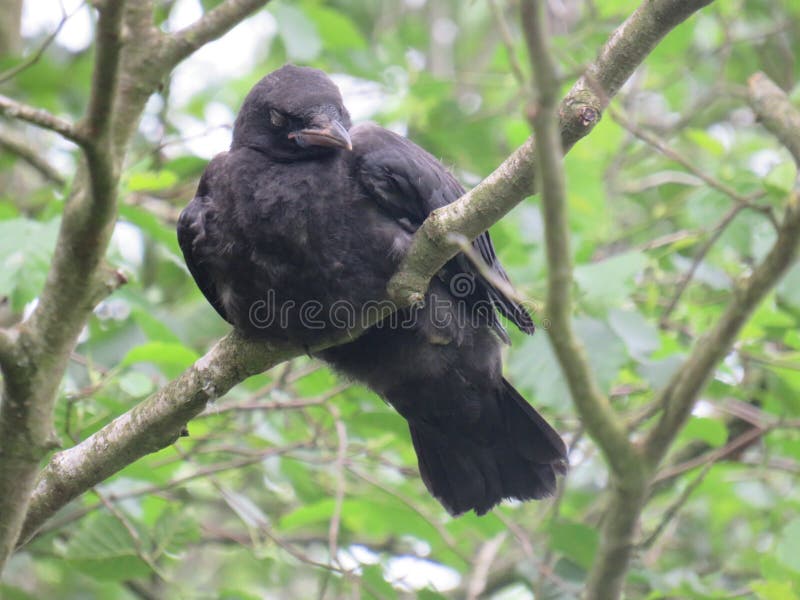 Sleeping Crow Stock Photos - Free & Royalty-Free Stock Photos from ...
