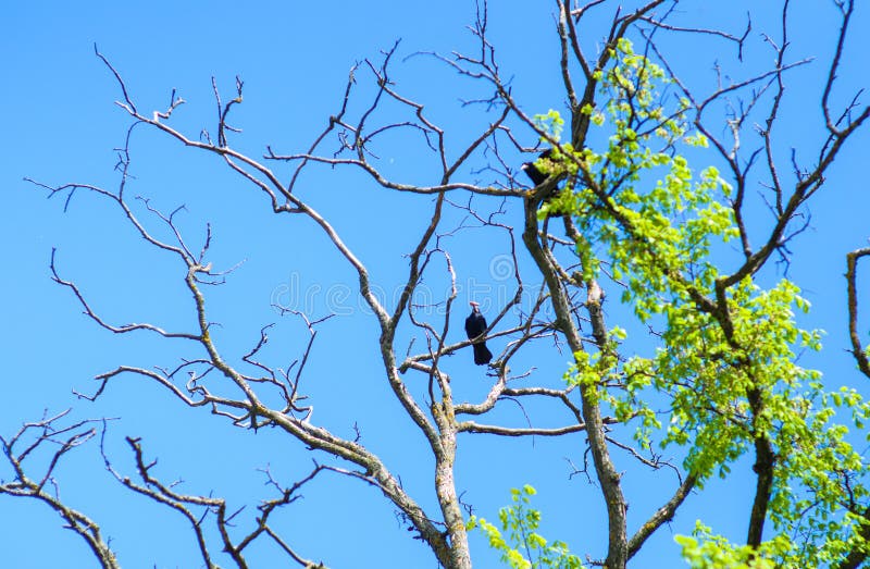Crow on tree stock photo. Image of gentle, claw, feather - 166190134