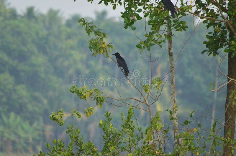 Crow on tree stock image. Image of plant, nature, leaf - 182536059