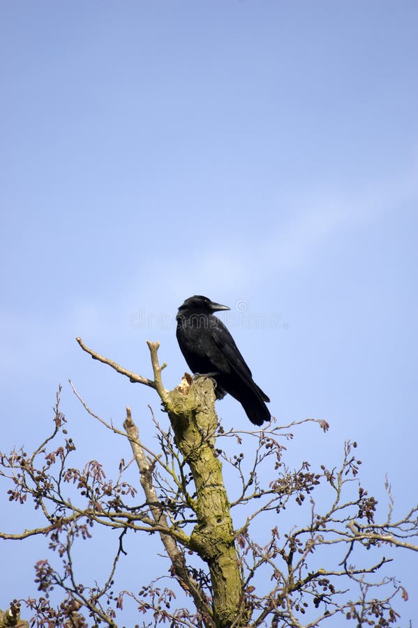 Crow in a tree stock image. Image of bird, clear, cold - 4325603