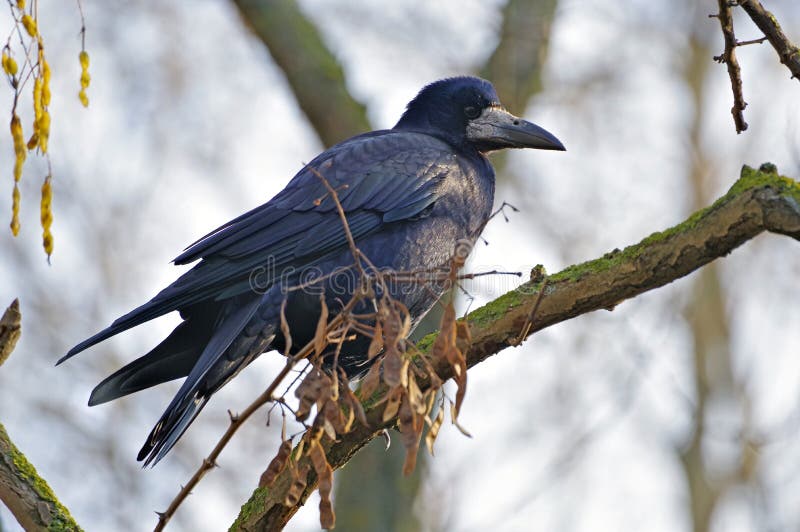 Crow on the tree stock photo. Image of raven, crow, animal - 107319930