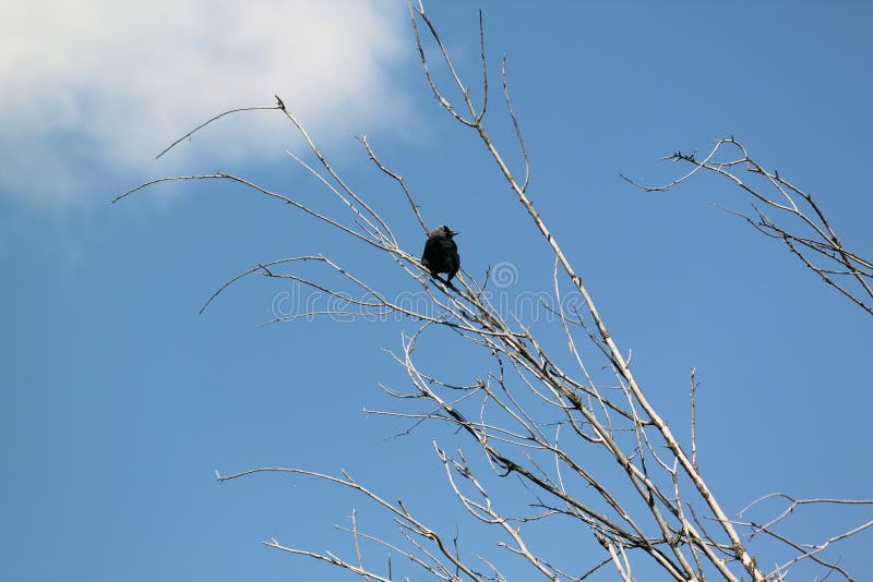 Crow on the tree stock photo. Image of ornithology, blackbird - 114396614