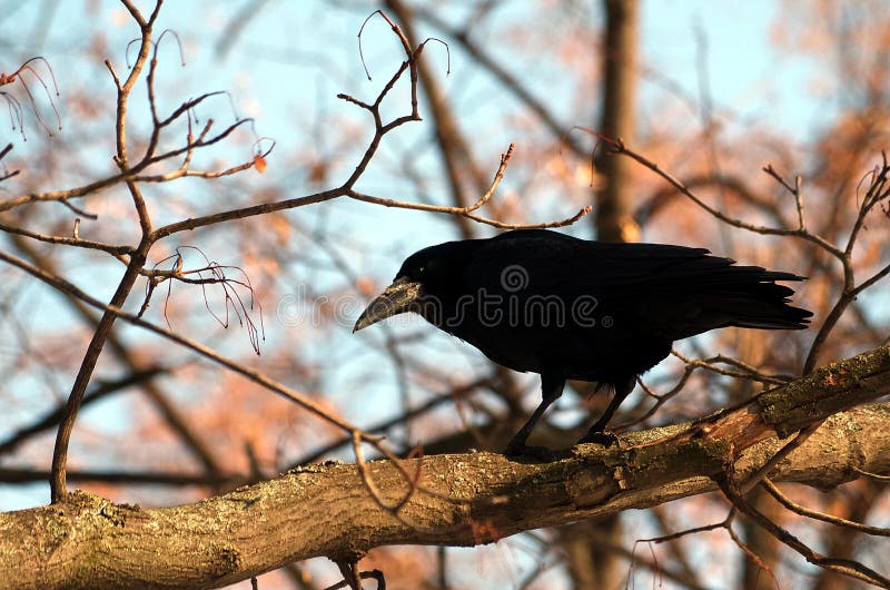 Crow stock photo. Image of bird, nature, tree, branch - 87971014