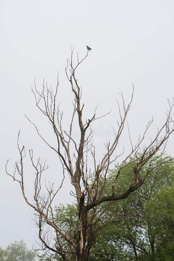Crow on a tree branch stock image. Image of animal, deciduous - 305469329
