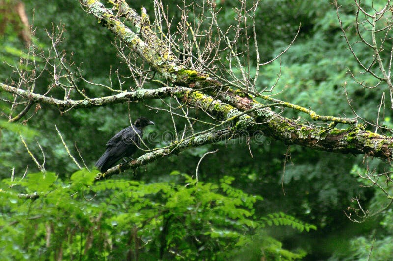 Crow on a Tree Branch in Full Vegetation Stock Photo - Image of single ...