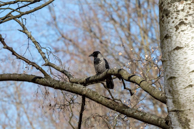 Crow on the tree branch stock photo. Image of yellow - 202884096