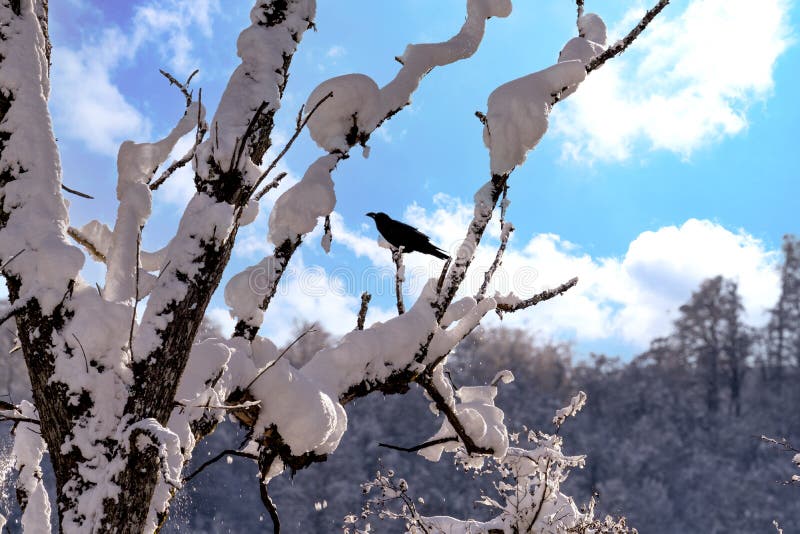 Crow on the Tree Branch with Snow in the Winter Stock Photo - Image of ...