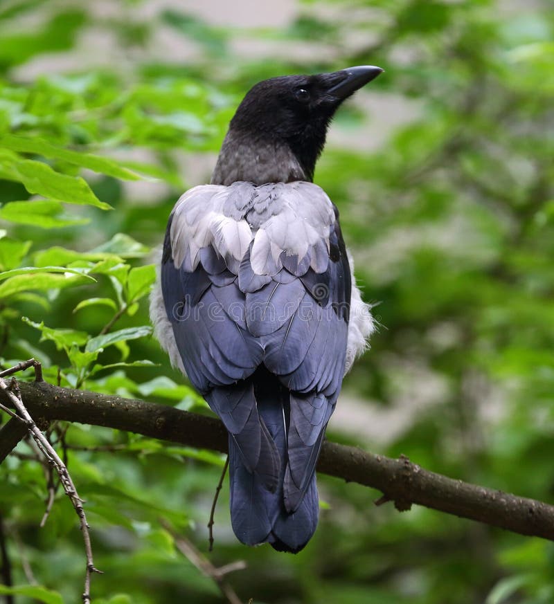 Crow on a Tree Branch among Spring Green Sprouts Stock Image - Image of ...