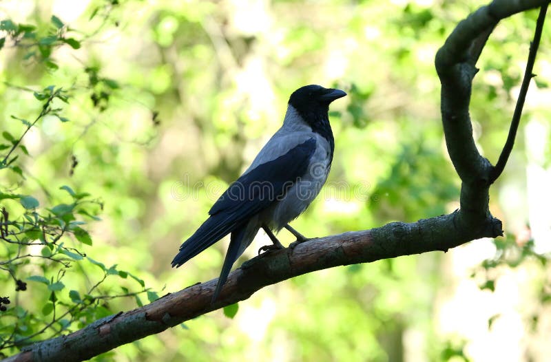 Crow on a Tree Branch among Spring Green Sprouts Stock Image - Image of ...