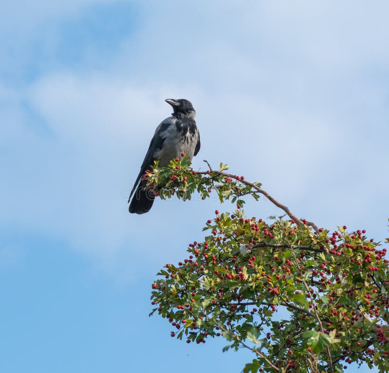 Crow on a tree branch . stock photo. Image of flora - 374431872