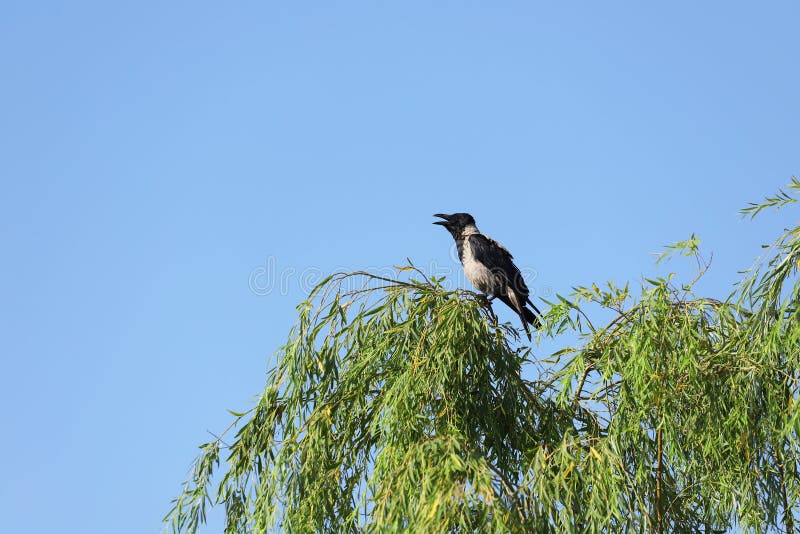 The Crow in the Tree Croaks Loudly Stock Image - Image of cawing ...