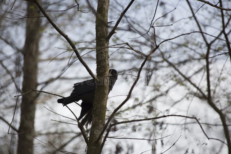 Crow in a Tree stock photo. Image of large, bill, mexico - 114668988