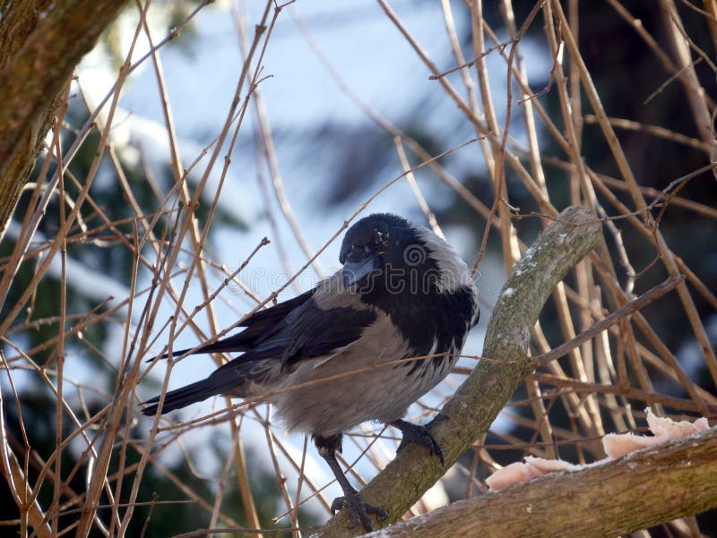 Crow on tree stock photo. Image of corvus, cornix, wildlife - 65659938