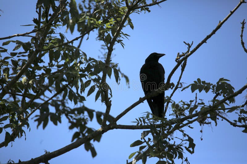 Crow in a tree silhouette stock image. Image of crow - 324303111