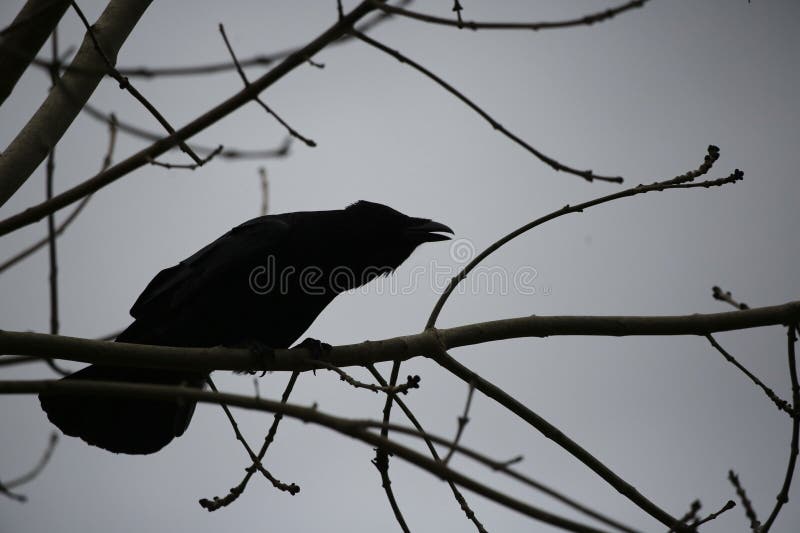 Crow in a tree silhouette stock photo. Image of wildlife - 301975680