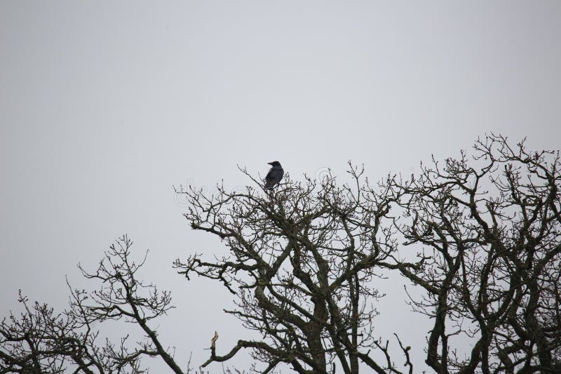 A Crow in a Tree Silhouette Stock Image - Image of wildlifephotography, snow: 355289949