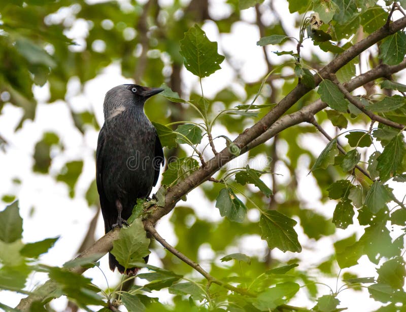 Crow in a tree stock photo. Image of fauna, ornithology - 72453724