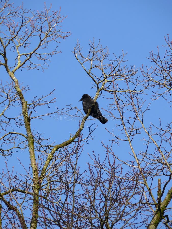 Crow in a tree stock photo. Image of leaveless, black - 149699156