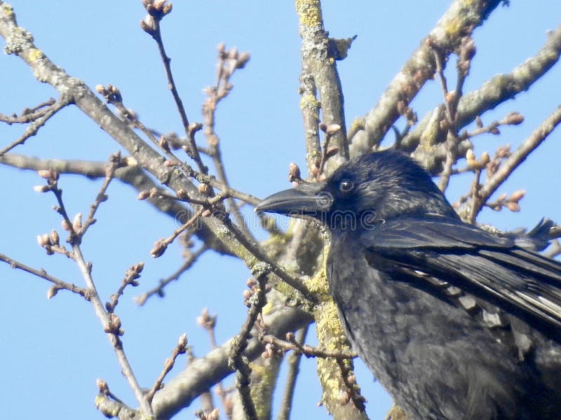 Crow in a tree top stock photo. Image of wildlifephotography - 312743230