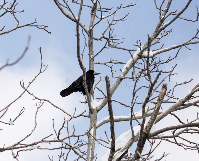Crow on a tree in winter stock photo. Image of outdoor - 100708264