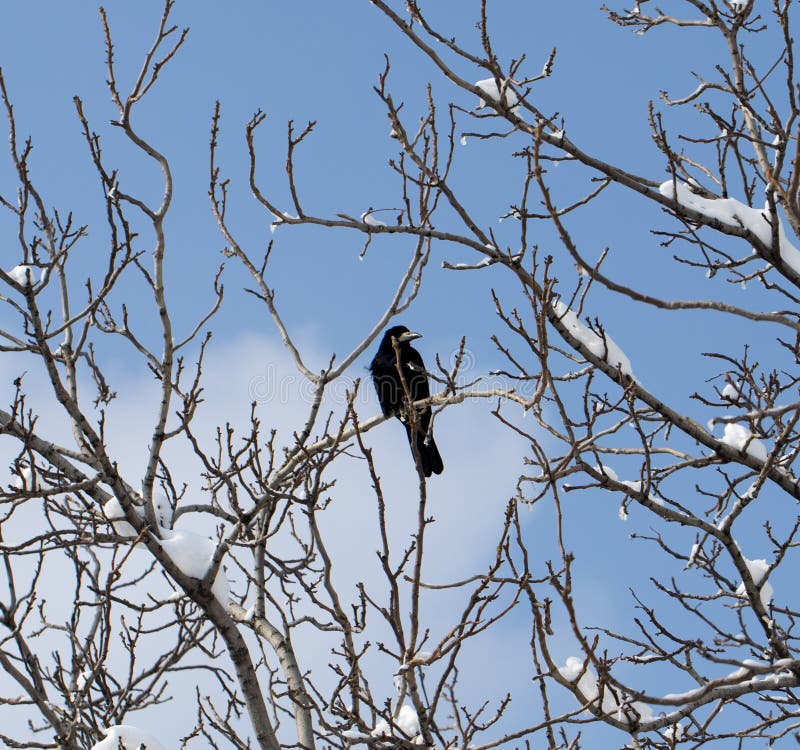 Crow on a tree in winter stock image. Image of nature - 100860093