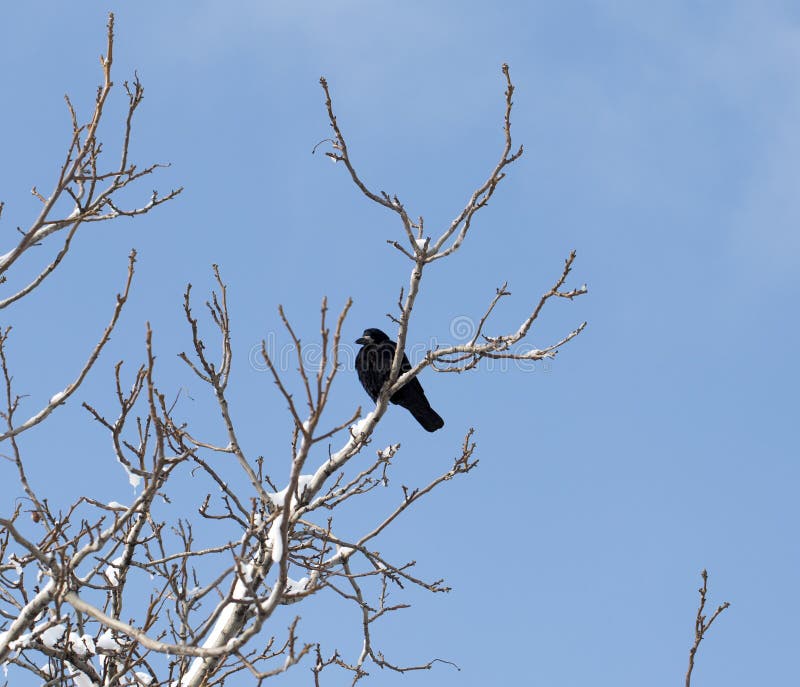 Crow on a tree in winter stock image. Image of cold - 100860075