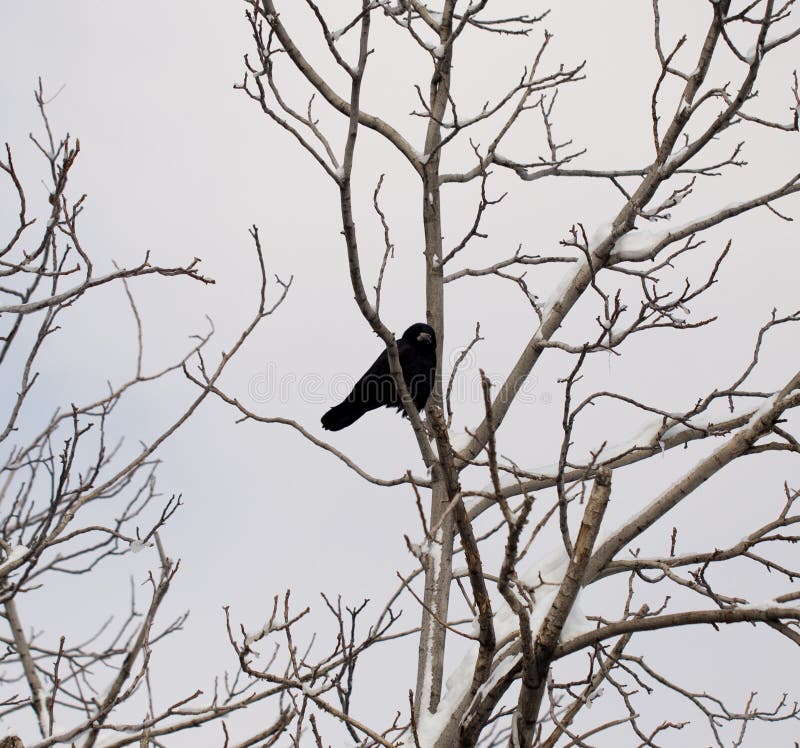 Crow on a tree in winter stock photo. Image of static - 100860144