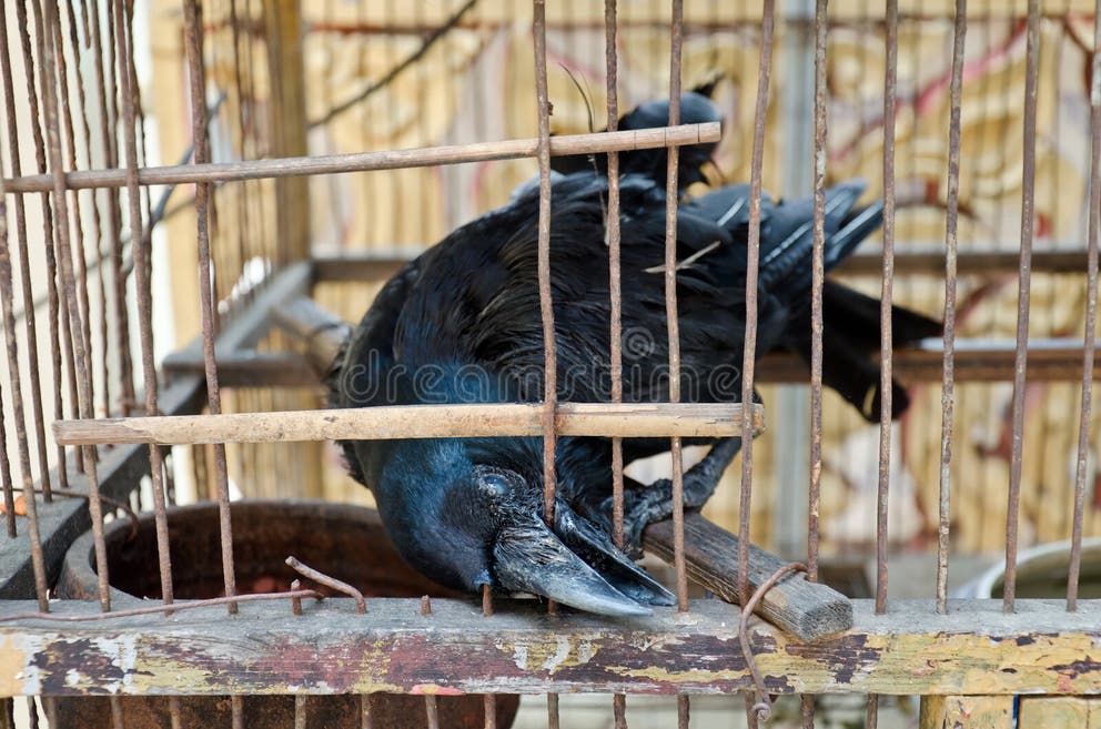 A Crow Tries To Break Free from Hell Cage. Stock Image - Image of ...