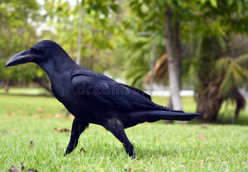 Crow walk . stock image. Image of perched, public, european - 66877133