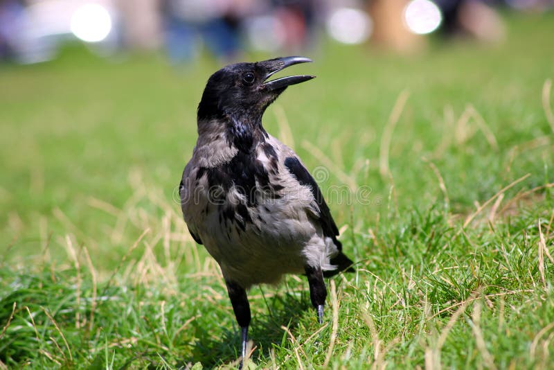 252 Crow Walking Lawn Stock Photos - Free & Royalty-Free Stock Photos ...