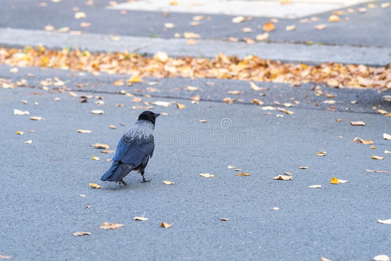 Walking crow stock image. Image of funny, walk, animals - 42158045