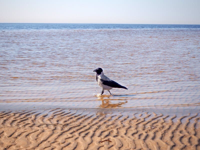 A Crow is Walking in the Water Near the Beach Stock Photo - Image of ...