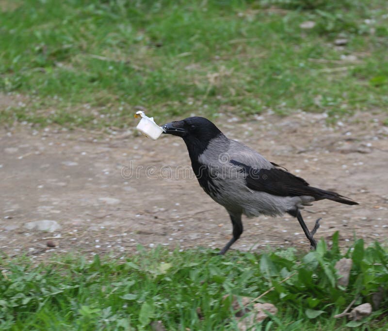Crow Walks Along a Park Path and Carries a Yogurt Box in Its Beak Stock ...