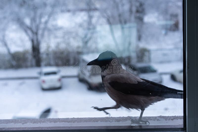 Crow Walks on the Windowsill Outside the Window Stock Image - Image of ...