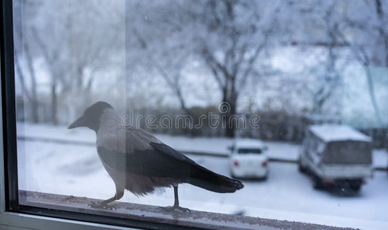Crow Walks on the Windowsill Outside the Window Stock Photo - Image of ...