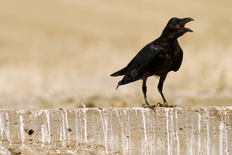 238 Crow Screaming Stock Photos - Free & Royalty-Free Stock Photos from ...