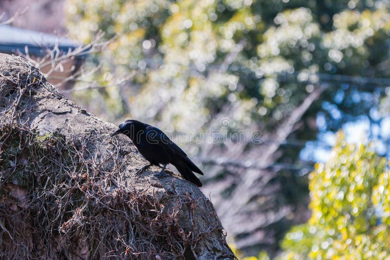 Crow on the Wall in Nature Background. Stock Photo - Image of black ...