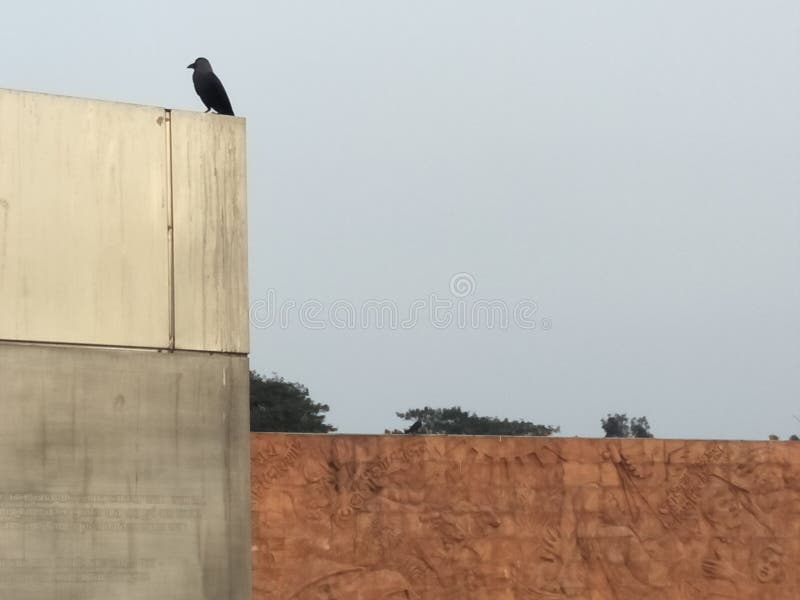 Crow on the wall stock photo. Image of wall, dhaka, crow - 157761324