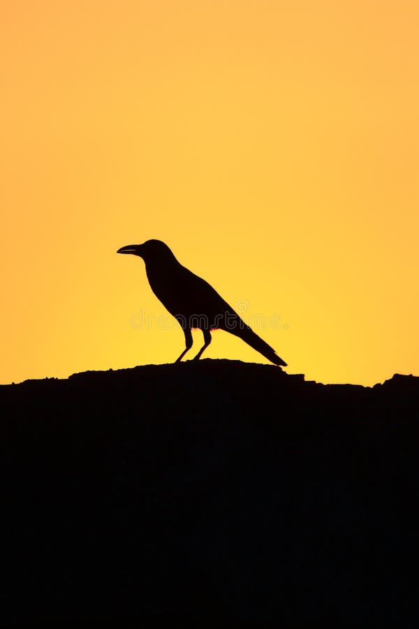 A Crow Was Sitting in Sunset on the Rooftop. Stock Photo - Image of ...