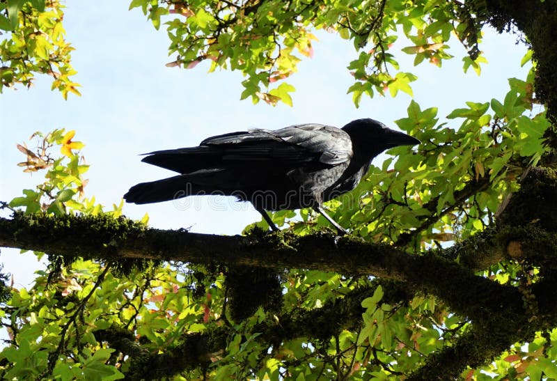 The Crow Shelton Washington USA Stock Photo - Image of october, tree ...