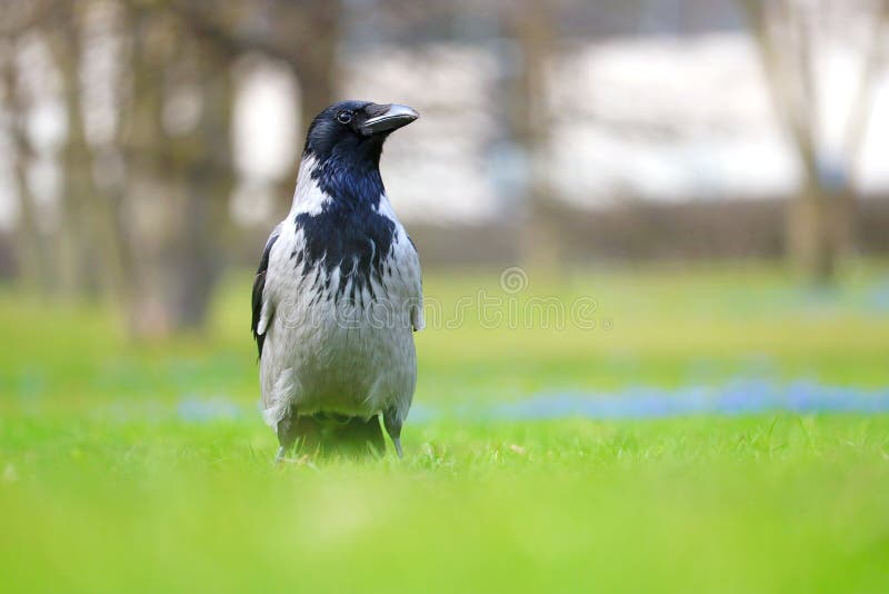 Gorcrow Stock Photos - Free & Royalty-Free Stock Photos from Dreamstime