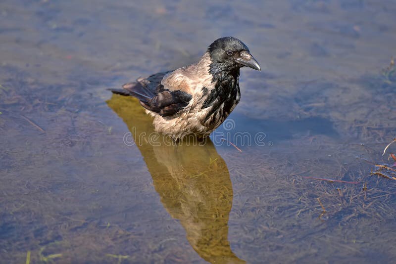 Crow in the water stock photo. Image of beach, fauna - 93431128