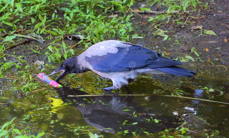 Crow in the Water Bright Biting Toy Stock Photo - Image of beak, peck ...