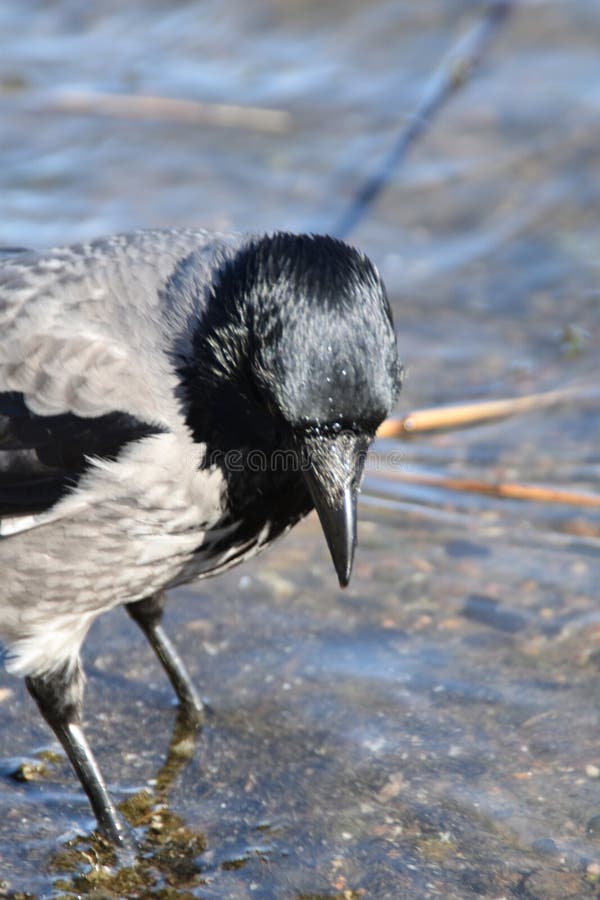 A Crow in Water stock photo. Image of water, bright - 370103744