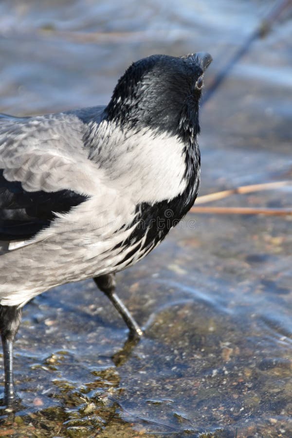A Crow in Water stock image. Image of seabird, scnic - 370103793