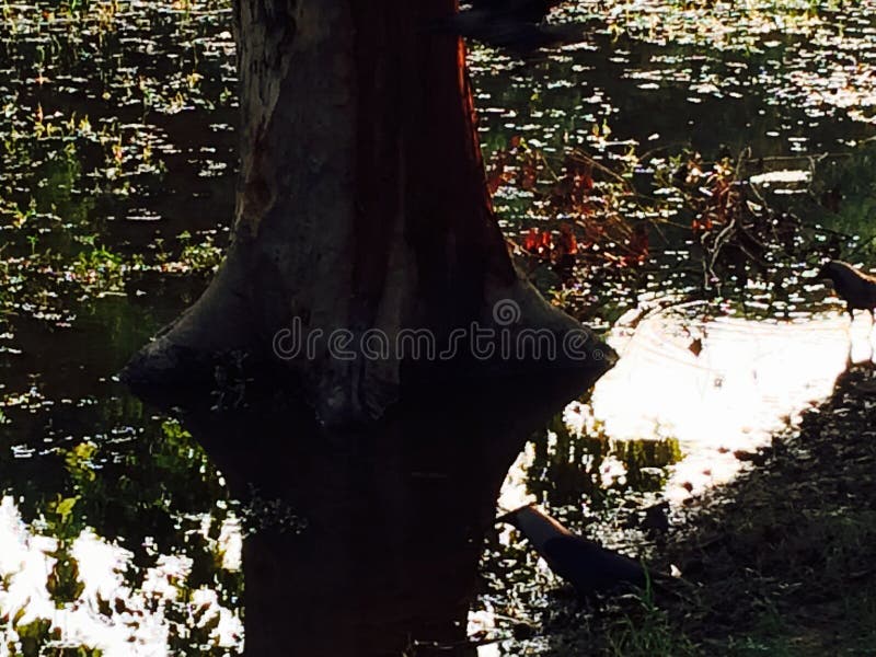 Crow Water Effect Shadow Tree Lights Stock Image - Image of reflection ...