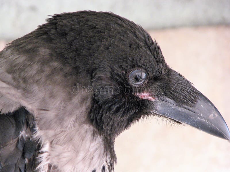 Crow wedding. stock photo. Image of flock, dark, tree - 94602300