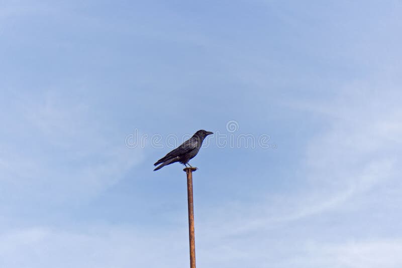 Crow in Wildlife, Background, Texture Stock Photo - Image of bird, wing ...